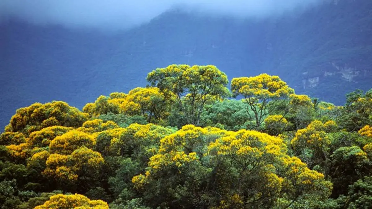 Brazil Pledges $1 Billion to Tropical Forest Fund - teleSUR English